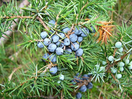 Organic Essential Oils Wholesale Juniper Berry